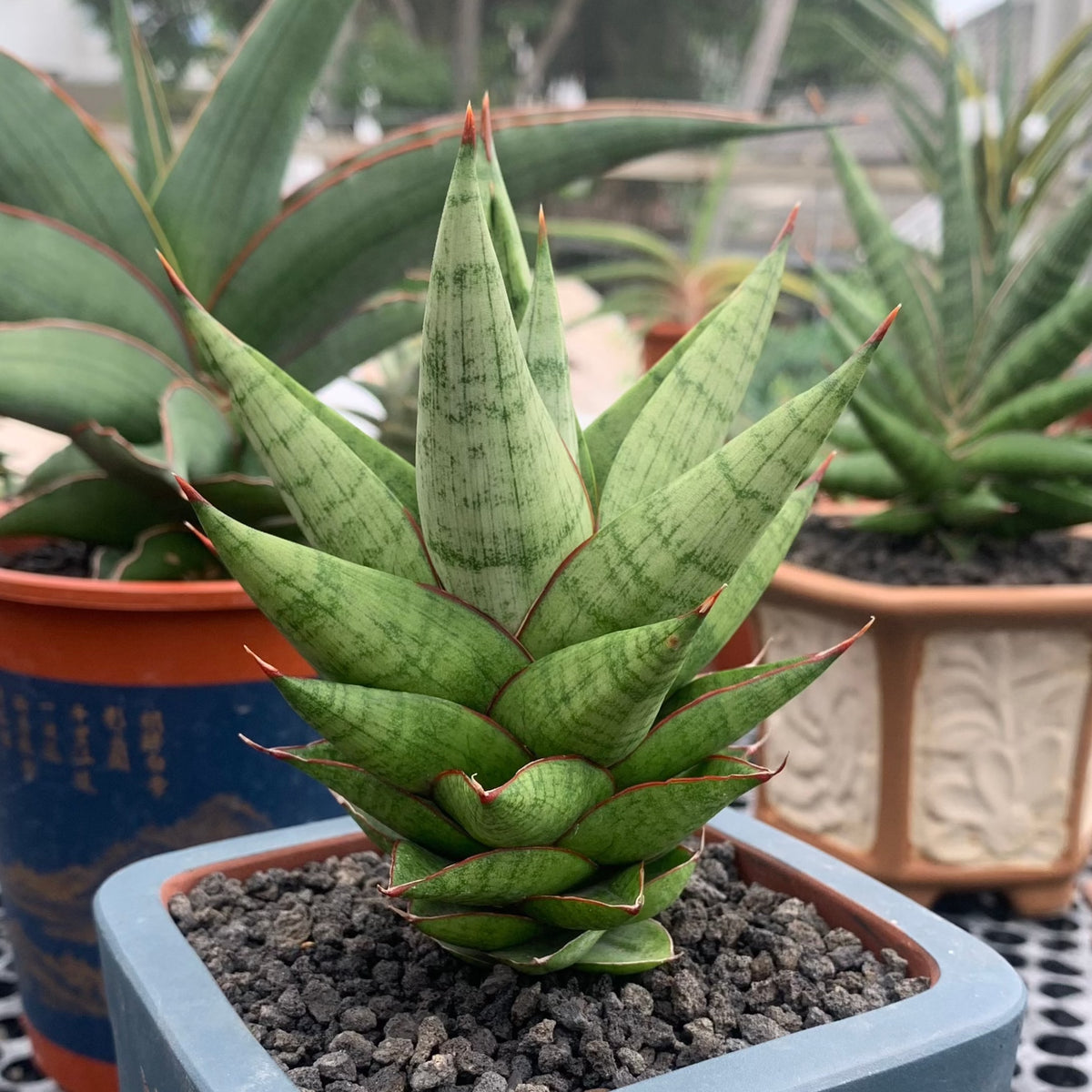 Sansevieria juleha – Succulentasia