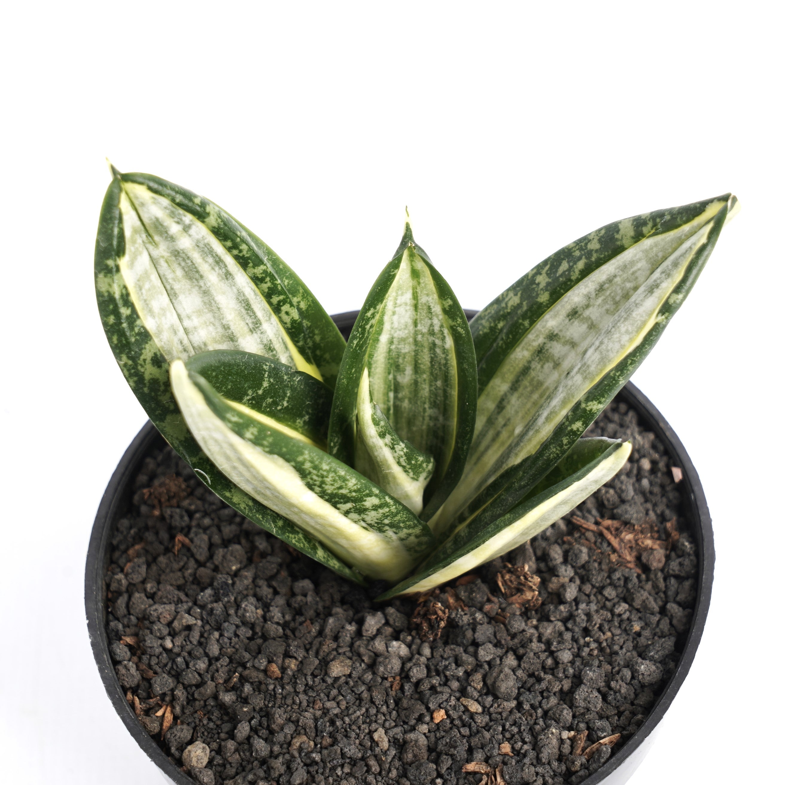 Best Seller – Succulentasia