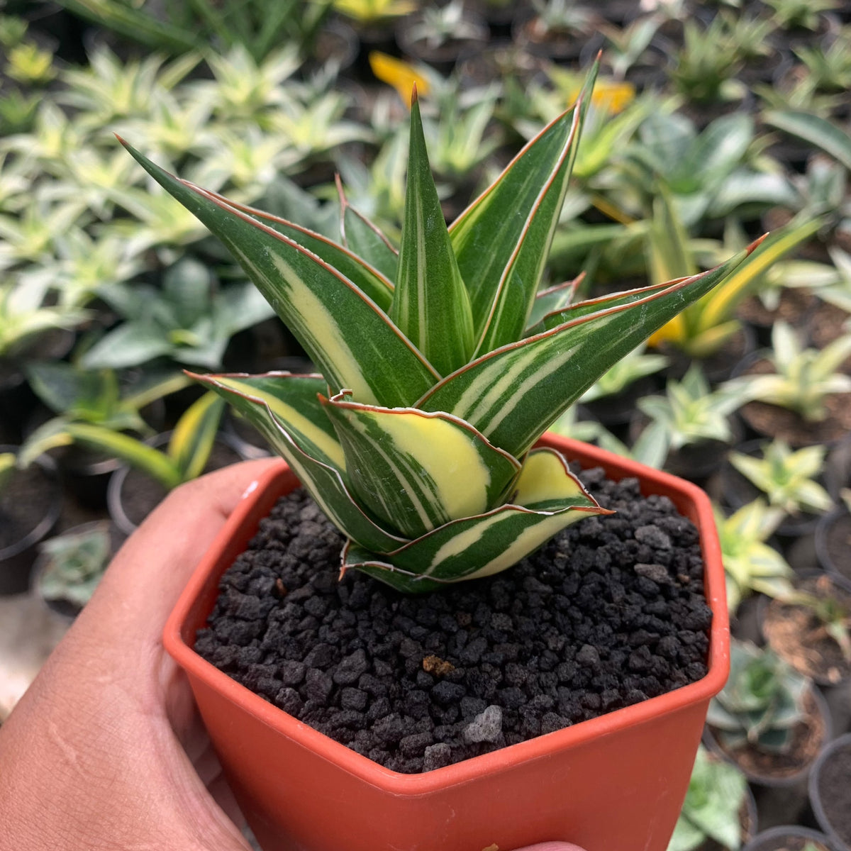 Sansevieria tower variegated – Succulentasia