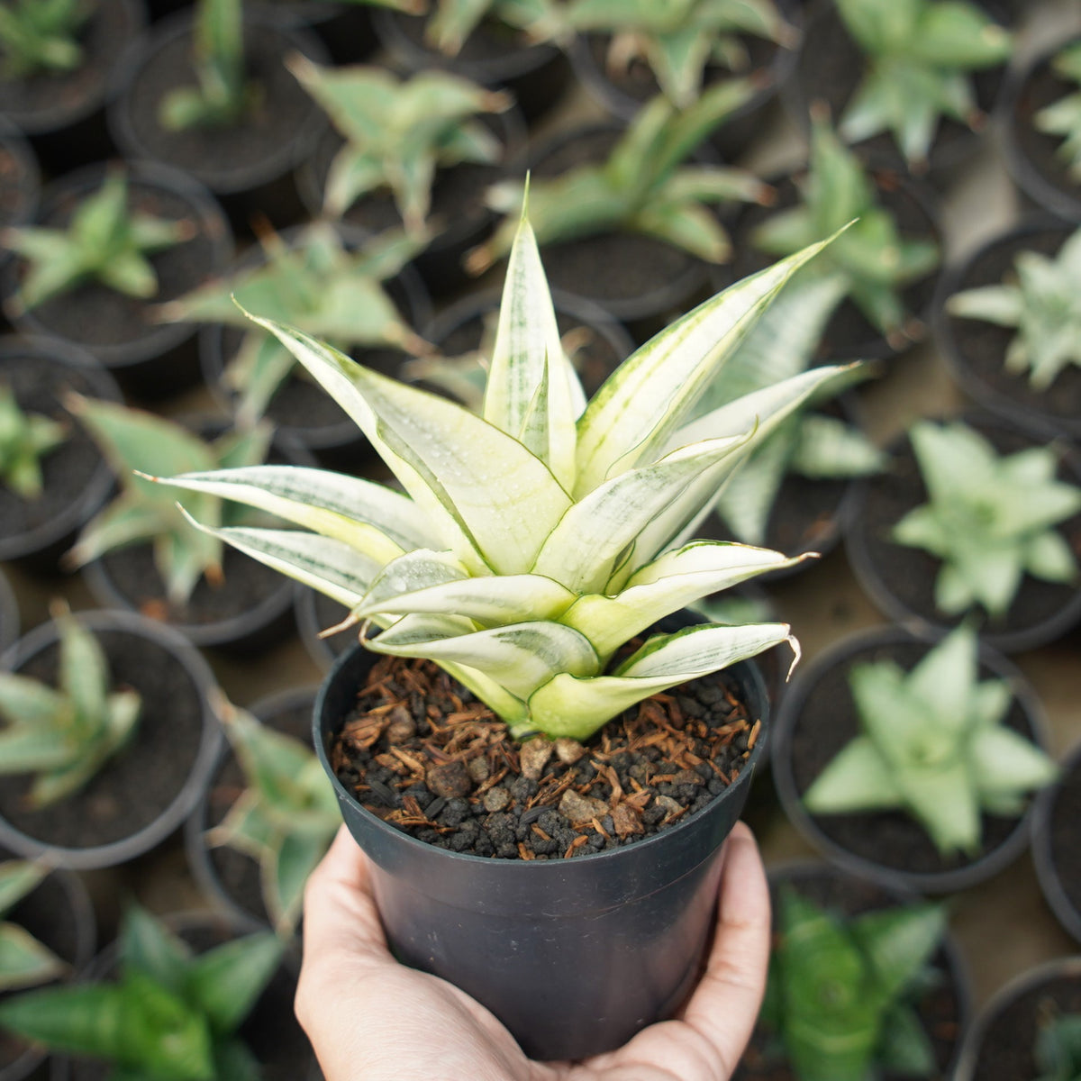 sansevieria gabriela variegated white – Succulentasia