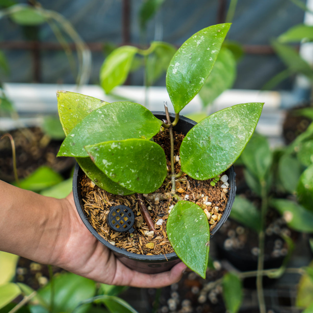 Hoya benchaii – Succulentasia