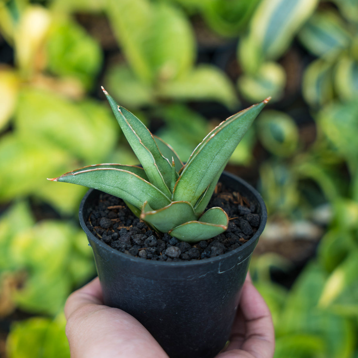 Sansevieria 51 x boncel – Succulentasia