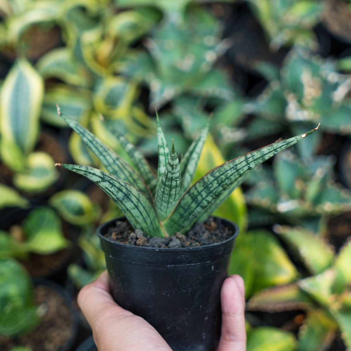 Sansevieria NN77 – Succulentasia