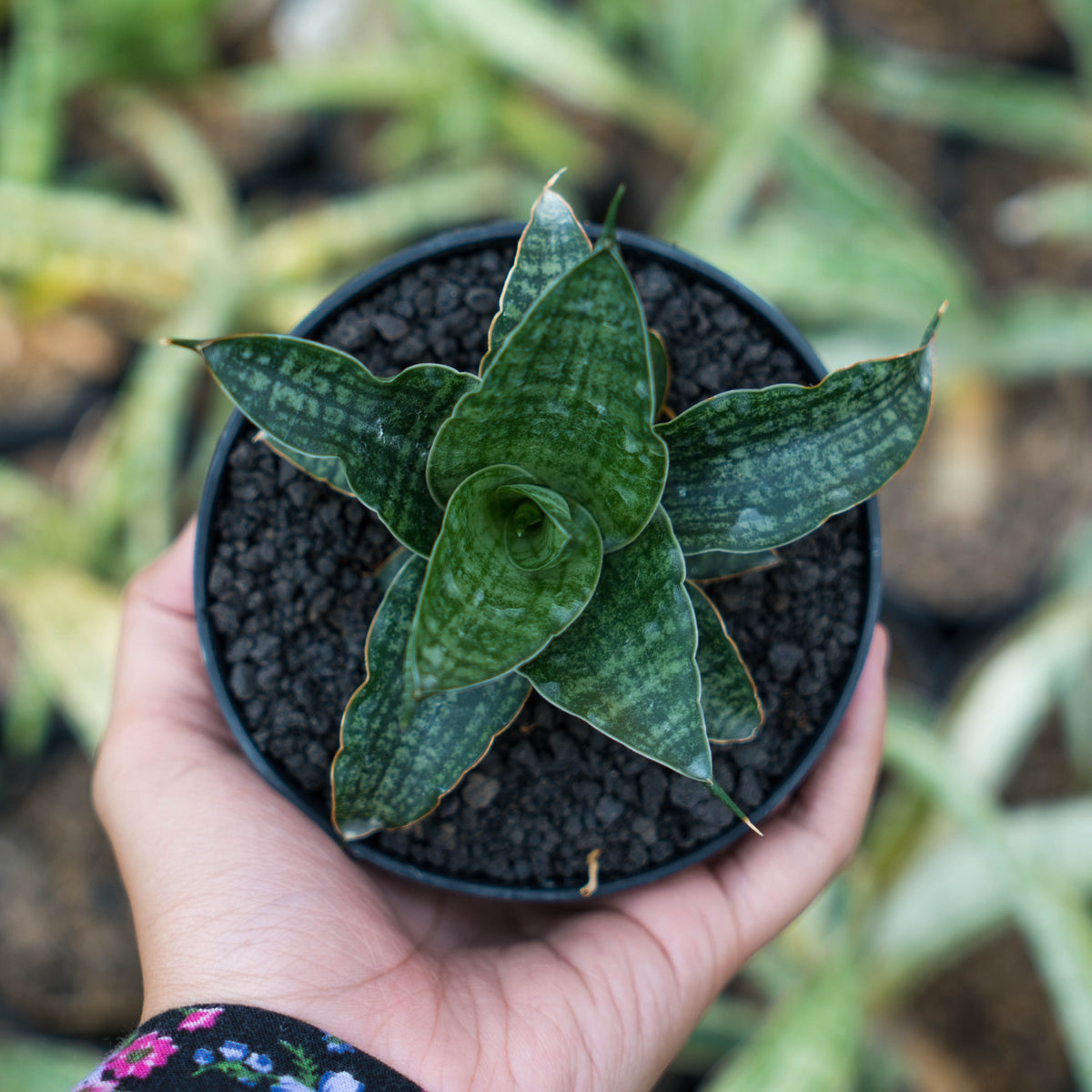 Sansevieria gabriel x spyder – Succulentasia