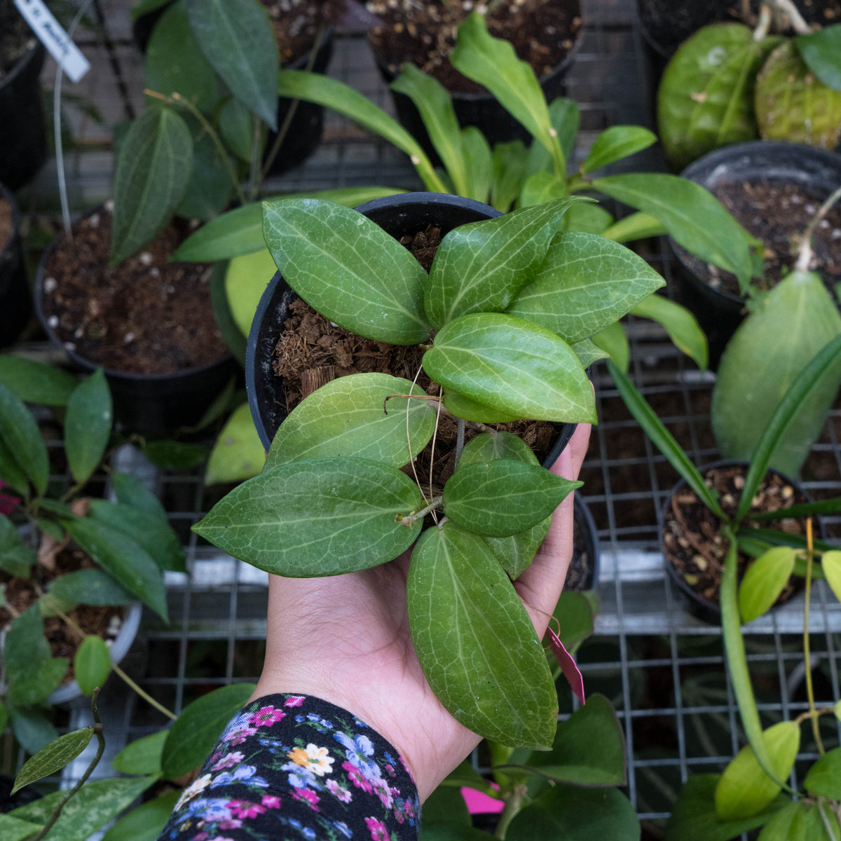 Hoya fitchii – Succulentasia