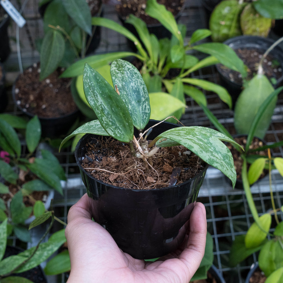 Hoya sp rangsan splash – Succulentasia