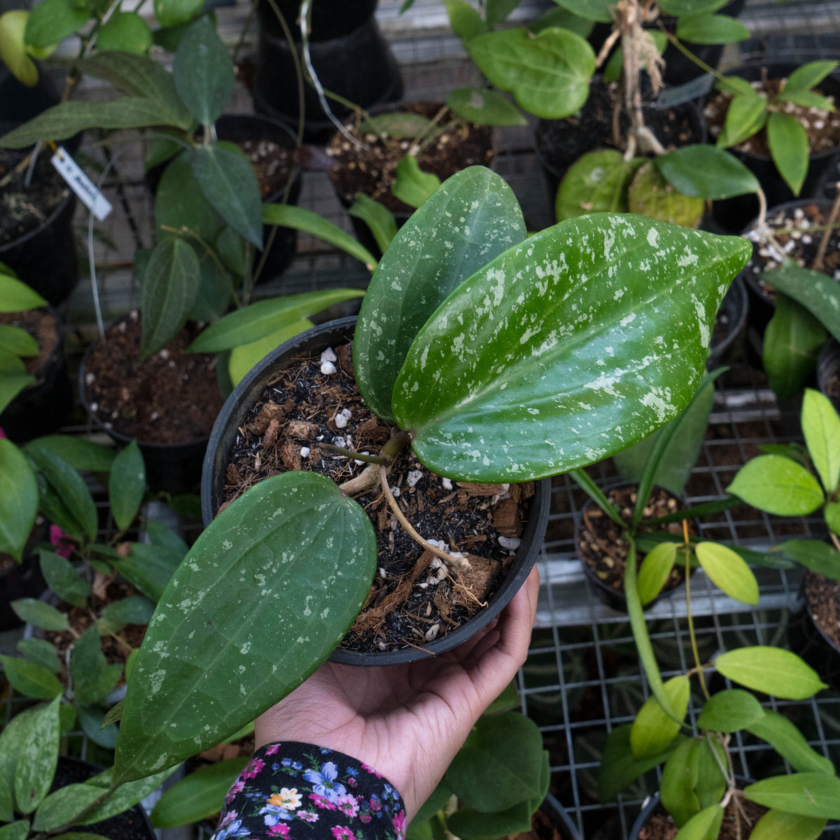 Hoya macrophylla splash – Succulentasia