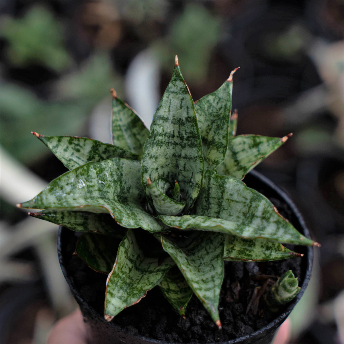 Sansevieria Ikha – Succulentasia