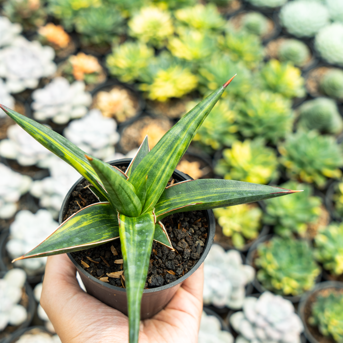 Sansevieria Downsi variegated – Succulentasia