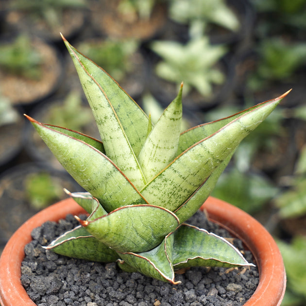 New Arrivals – Succulentasia