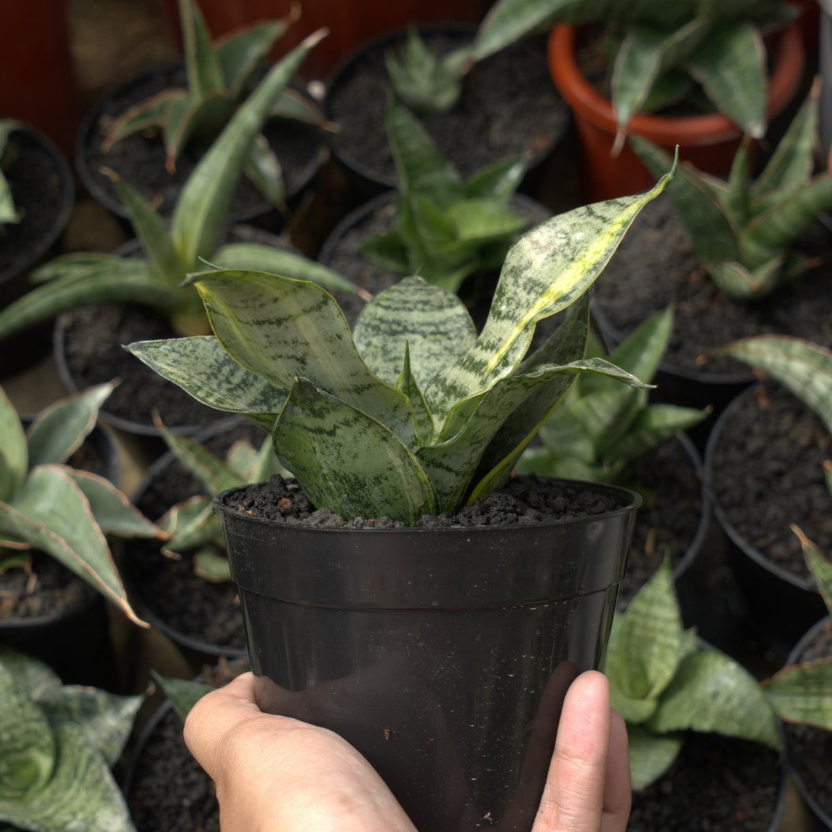sansevieria marga variegated – Succulentasia