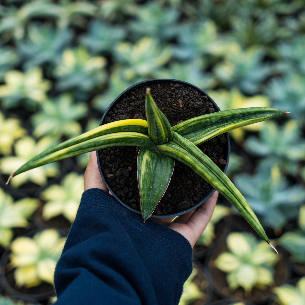 Sansevieria paten variegated – Succulentasia