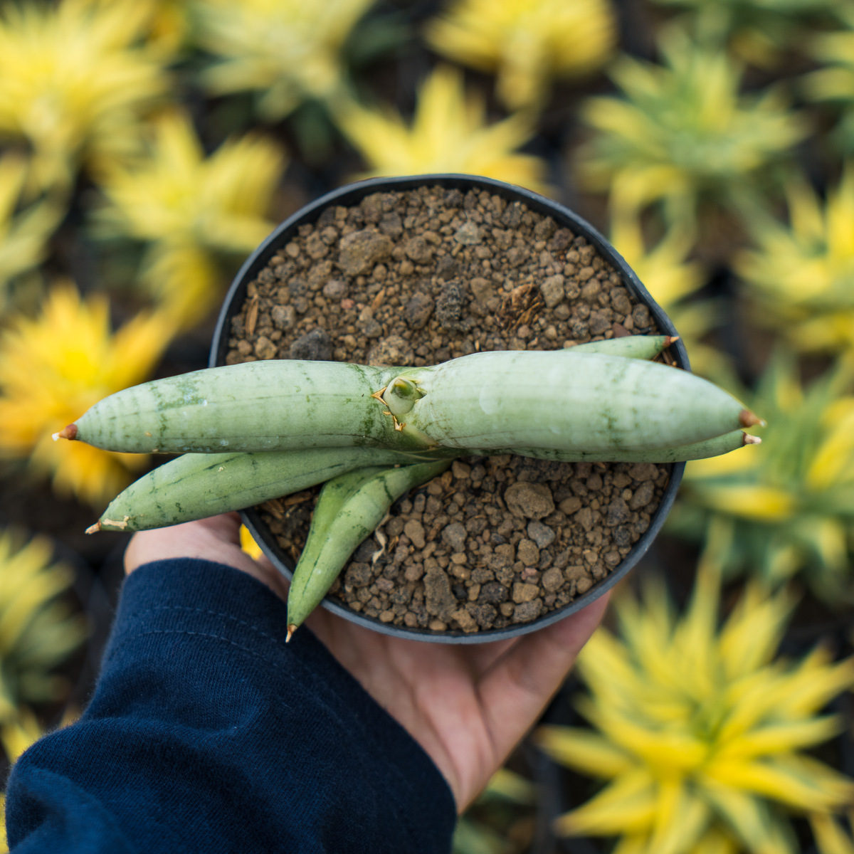 Sansevieria boncel platinum – Succulentasia