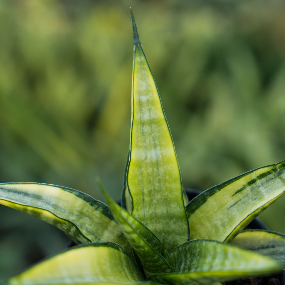 Sansevieria cordova variegated white – Succulentasia