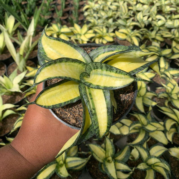 New Arrivals – Succulentasia