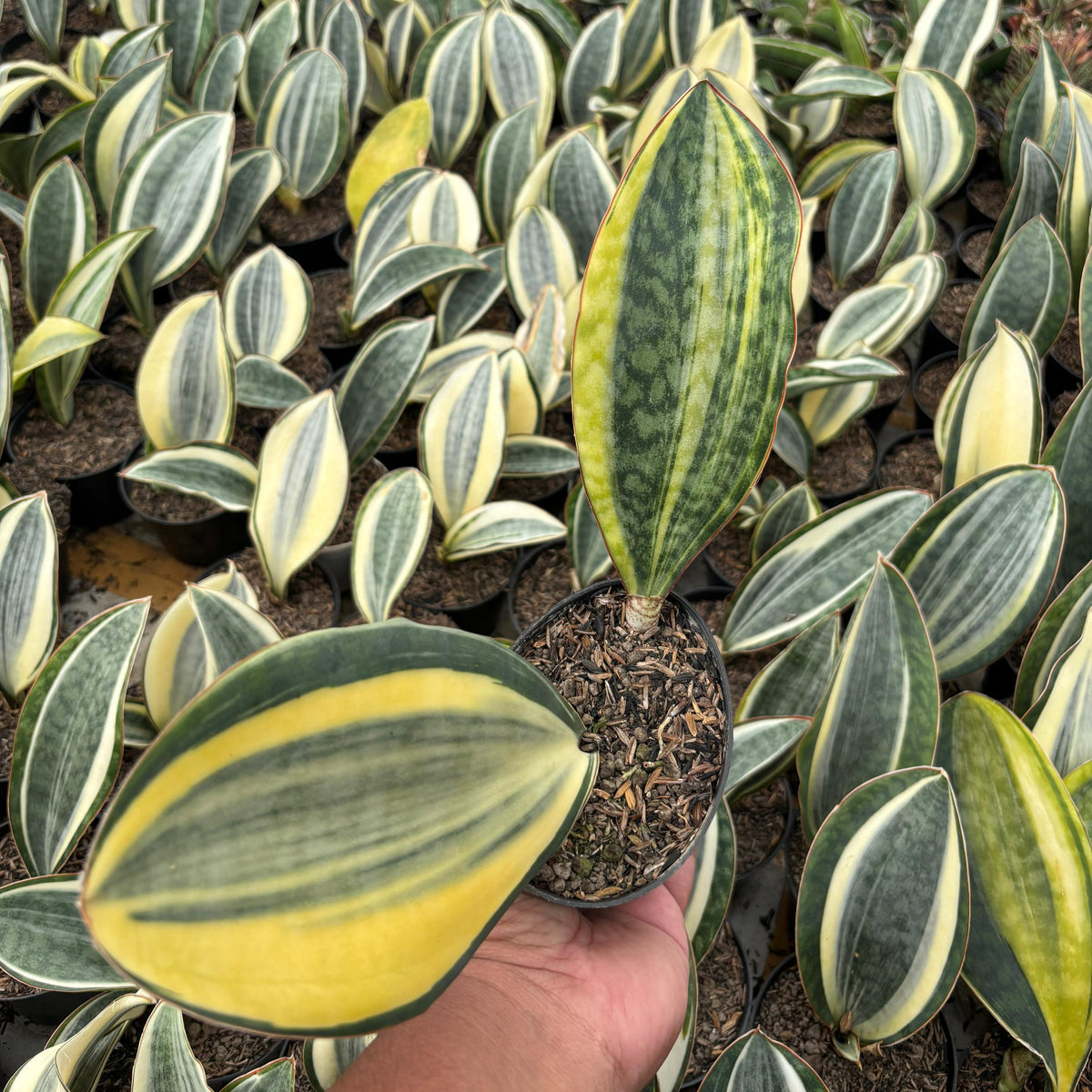EXACT PLANT Sansevieria masoniana variegated yellow – Succulentasia