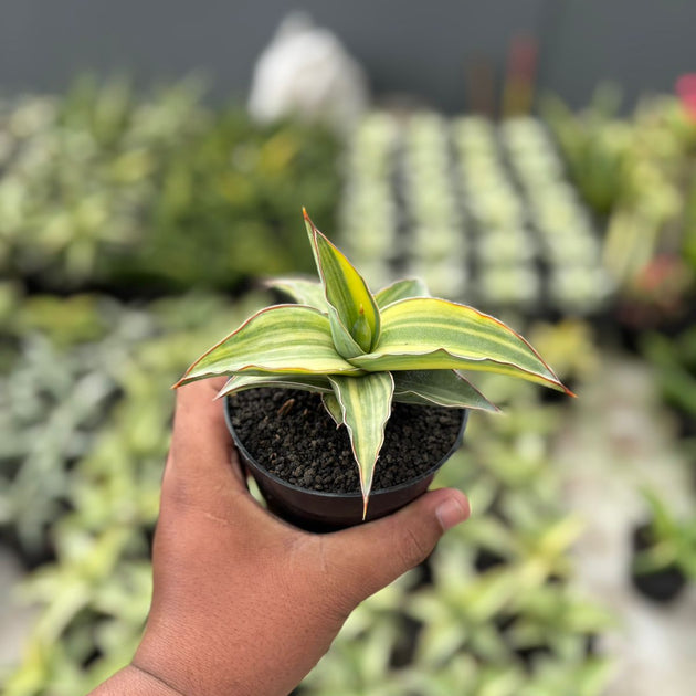 BUY ONE GET ONE – Tagged "Bogo"– Succulentasia