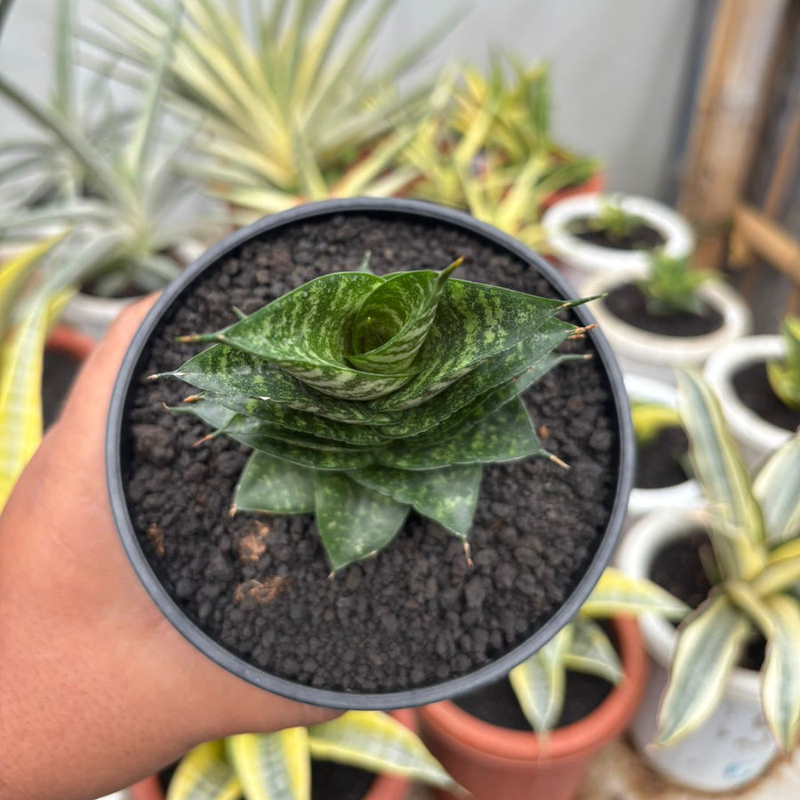 Sansevieria Aris Boncel – Succulentasia