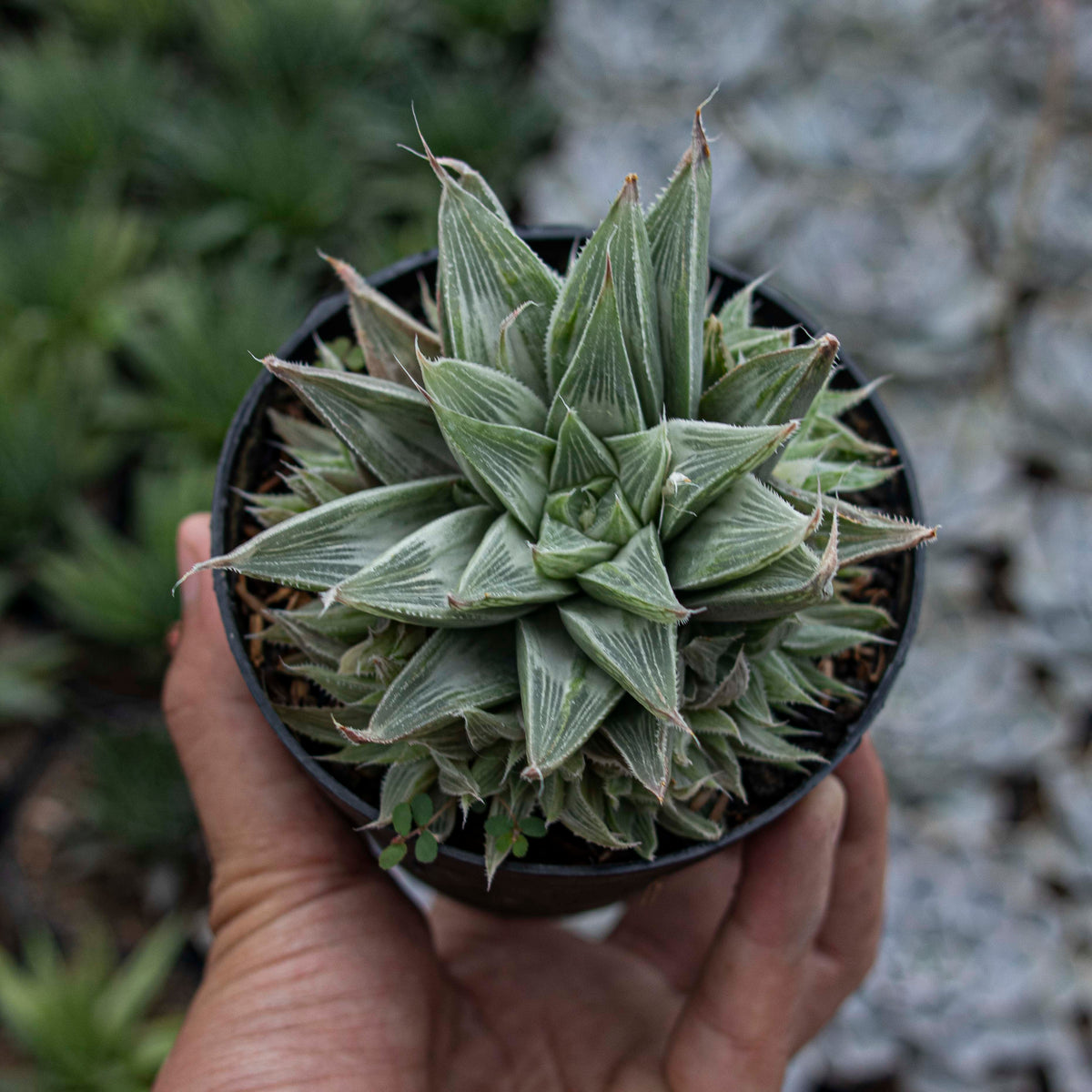 Haworhtia Grey Ghost – Succulentasia