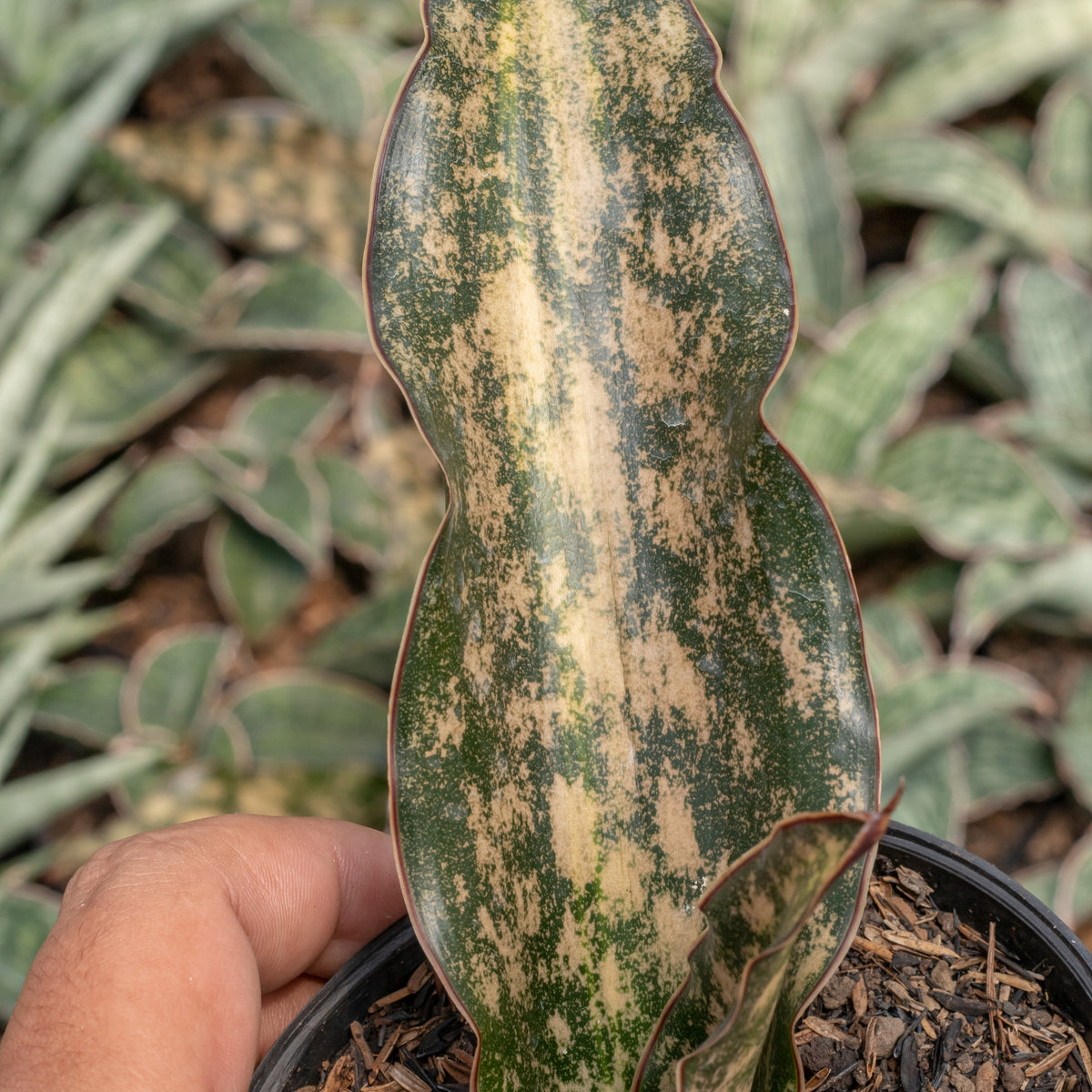 Sansevieria kirkii brown variegated – Succulentasia