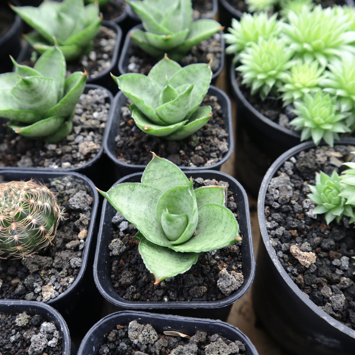 Sansevieria Pagoda Hybrid – Succulentasia