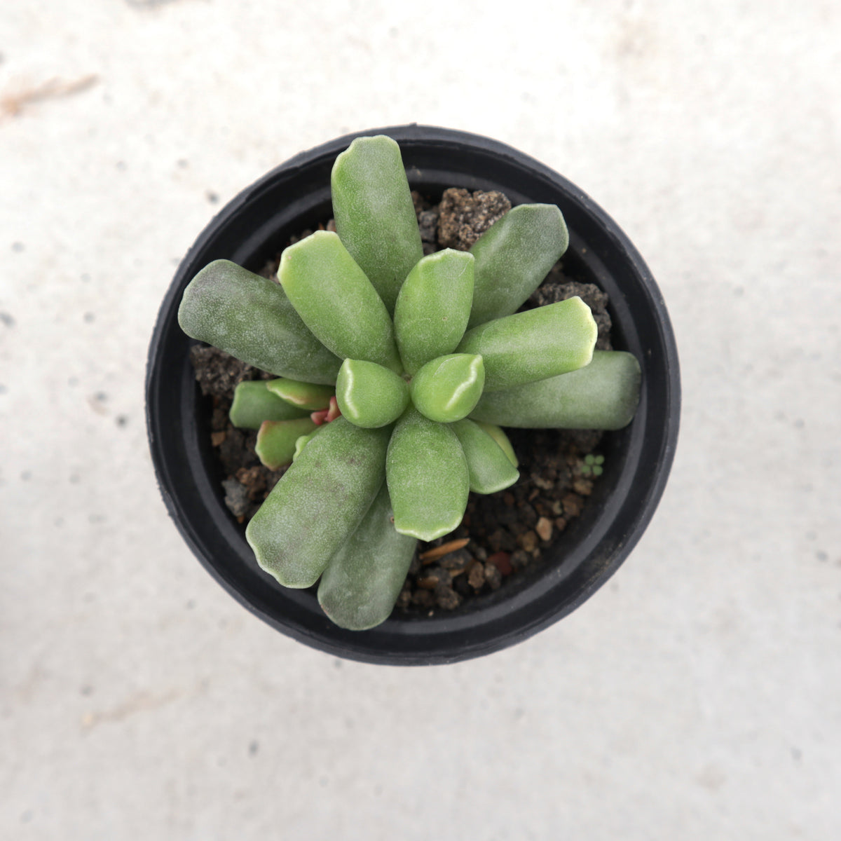 Adromischus spp 2 – Succulentasia
