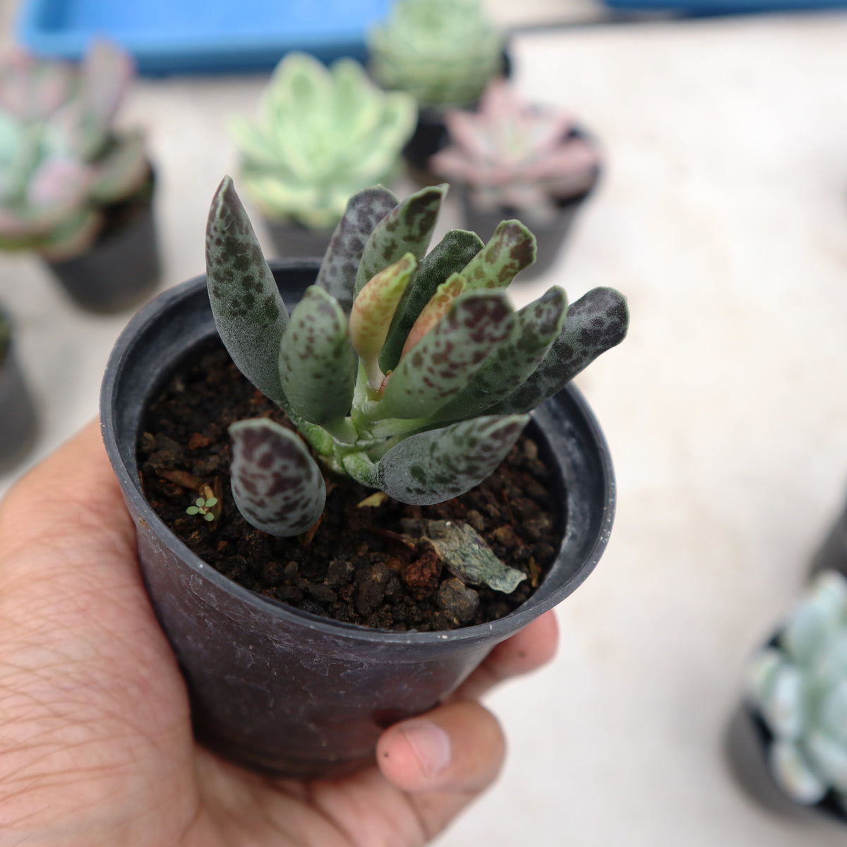 Adromischus spp – Succulentasia