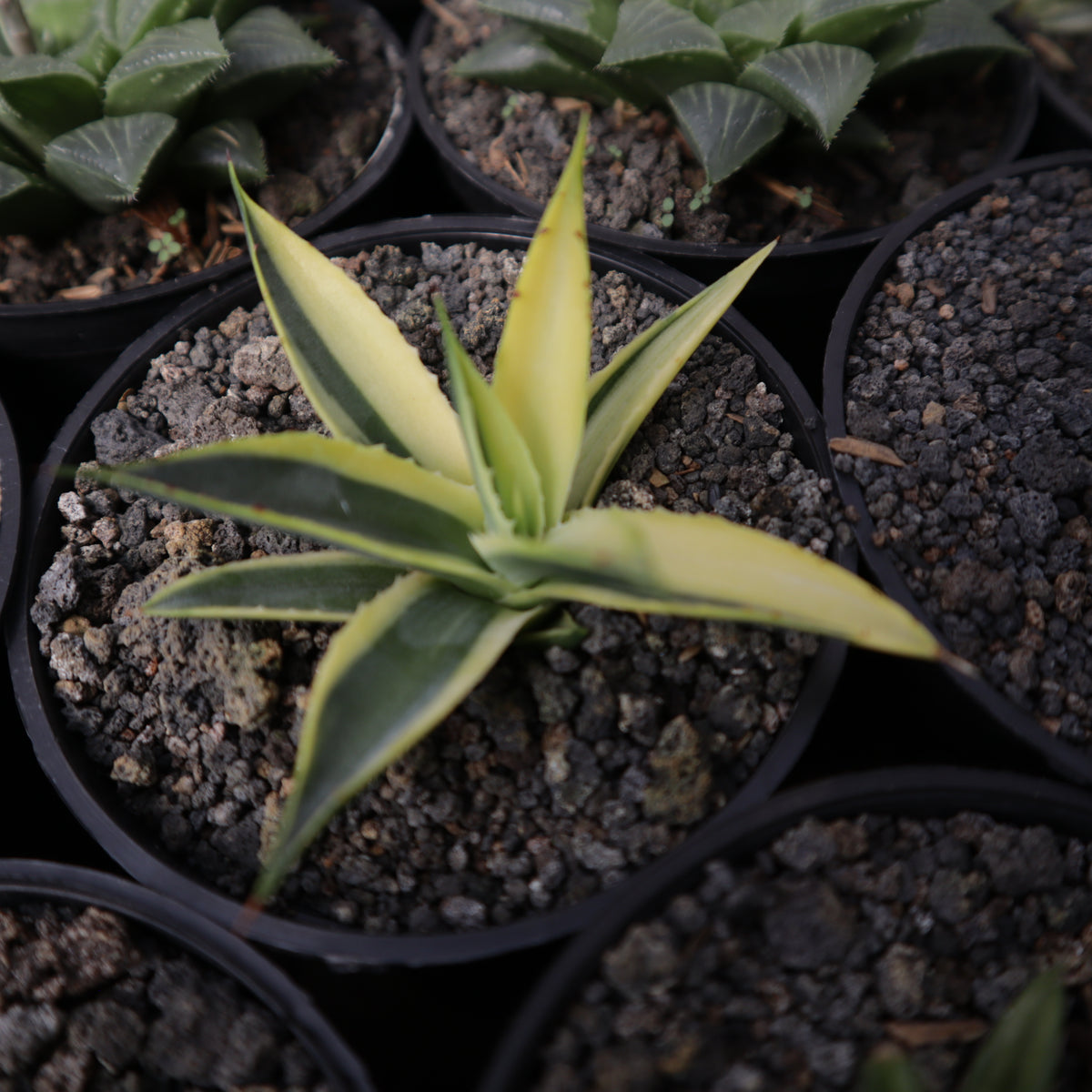 Agave Sun Glow Variegated Sectoral – Succulentasia