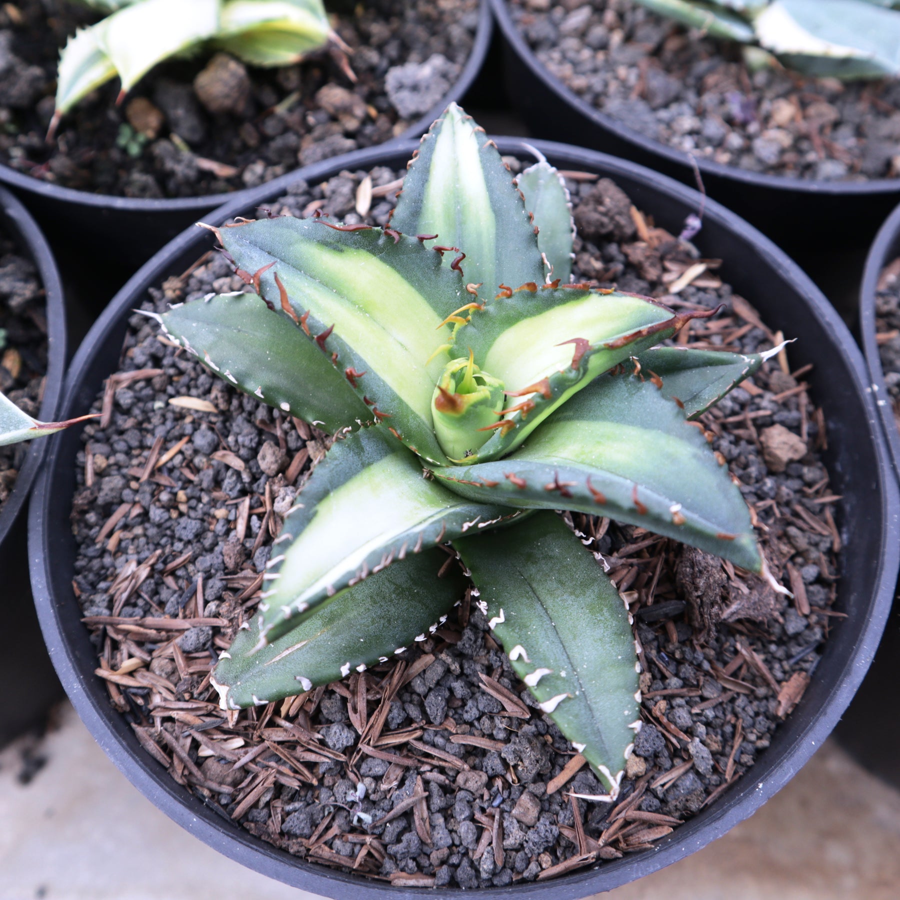 Agave Titanota Solar Eclipse – Succulentasia
