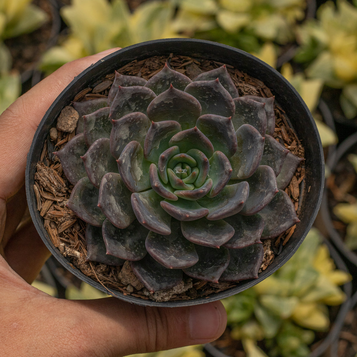 Echeveria Blue Prince – Succulentasia