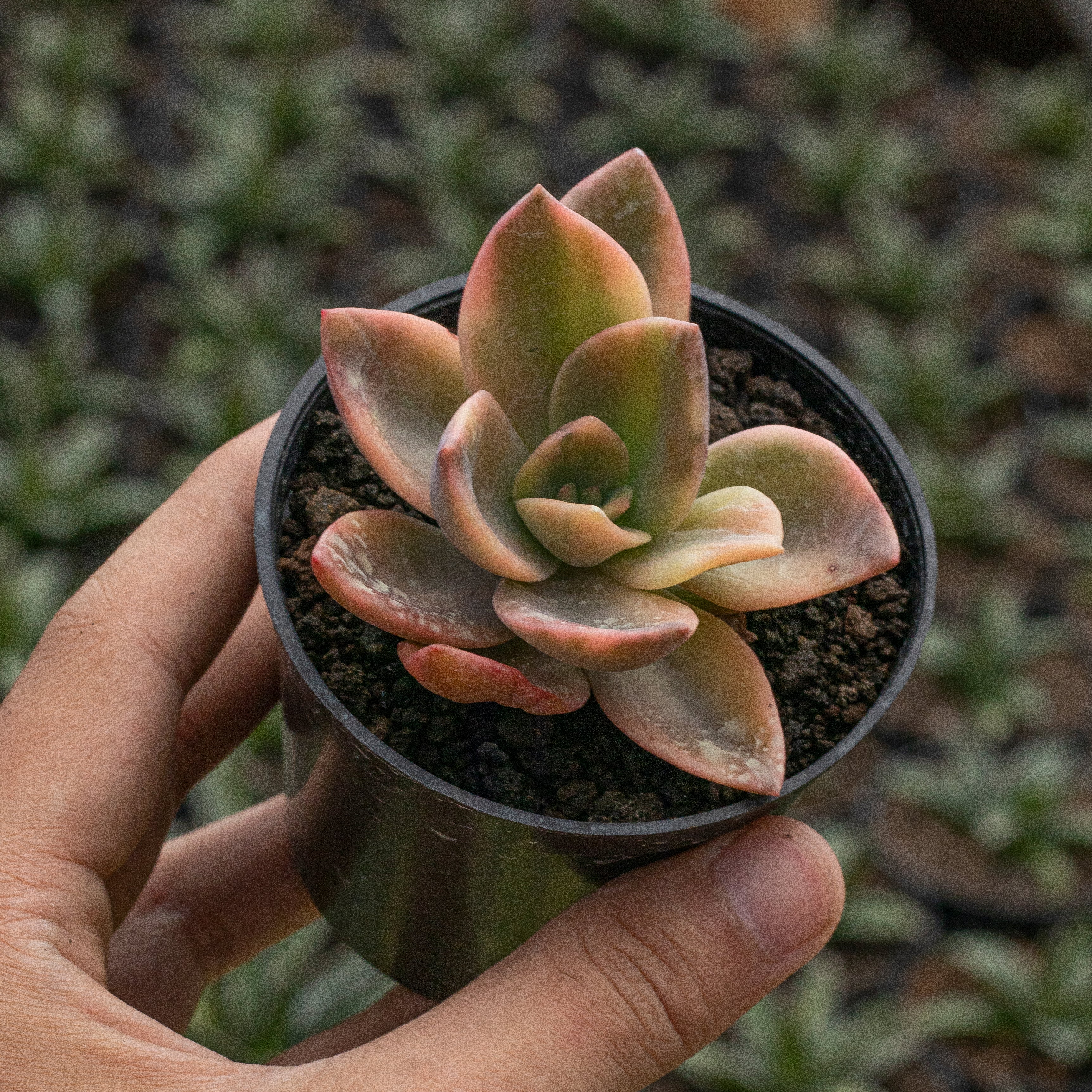 Echeveria Grapto bayisenii Variegated – Succulentasia
