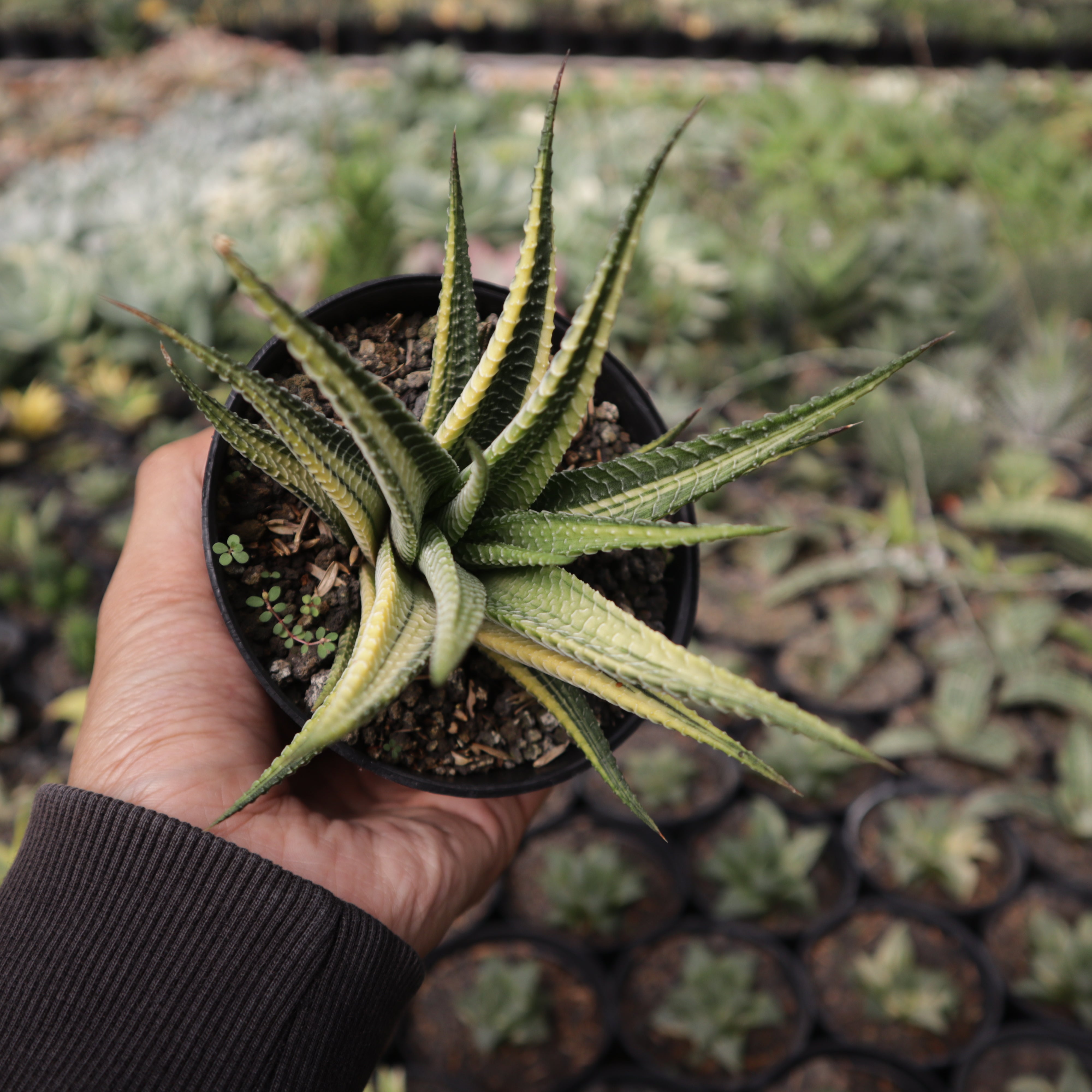 Haworthia Hybrid Limifolia x Giant Zebra – Succulentasia